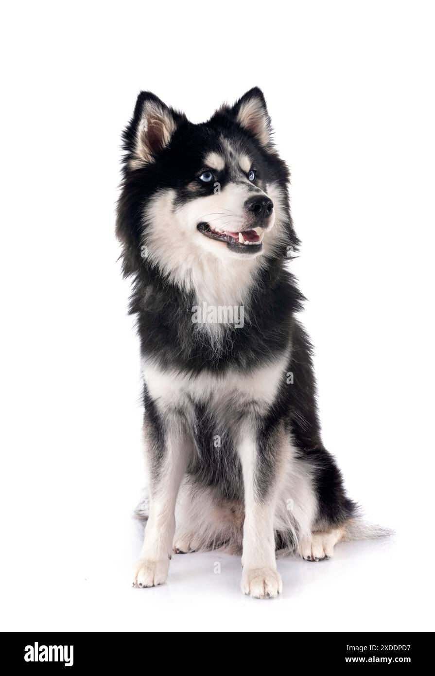 picture of a pomsky in front of white background Stock Photo - Alamy