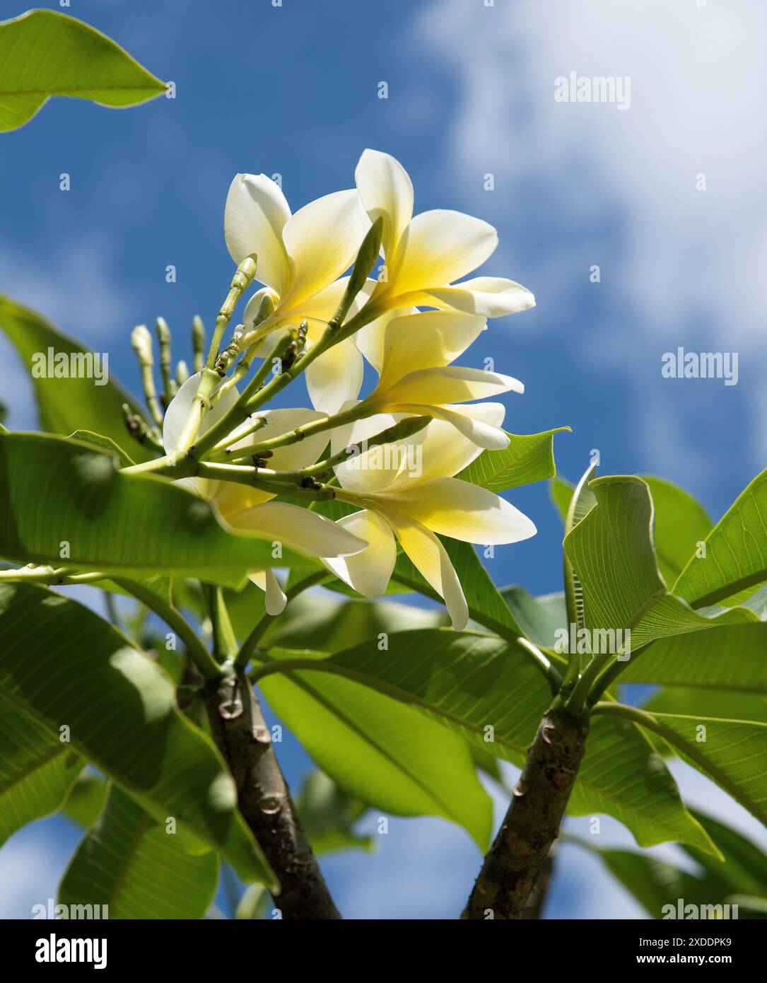 Occasional pruning hi-res stock photography and images - Alamy