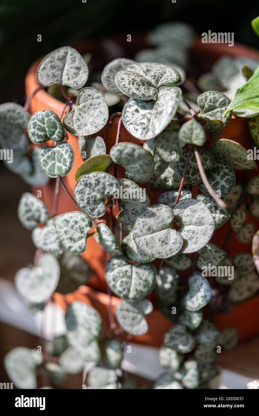 Ceropegia Woodii houseplant with long heart shaped leaves in terracotta ...