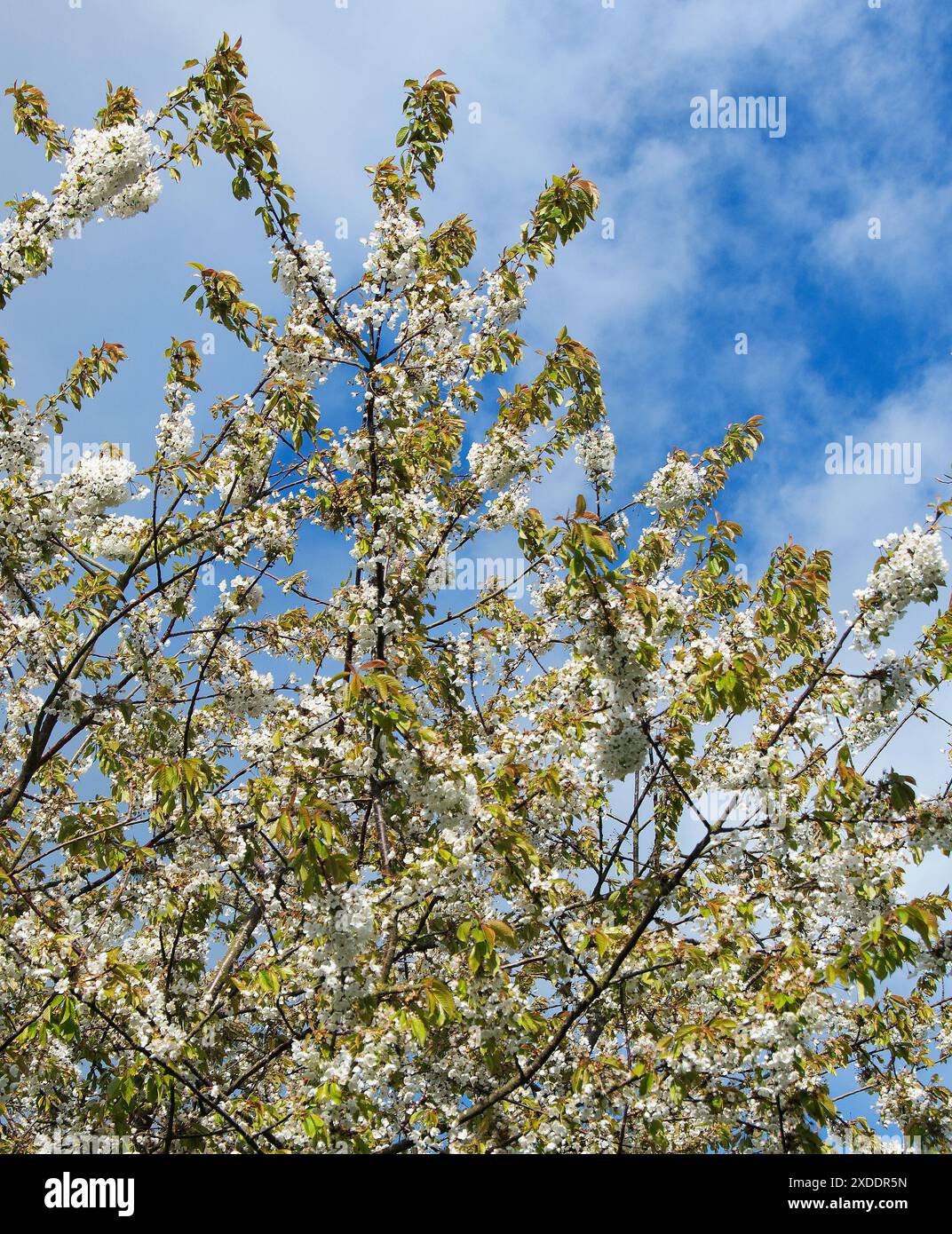 Wild cherry blossom, Prunus avium Stock Photo - Alamy