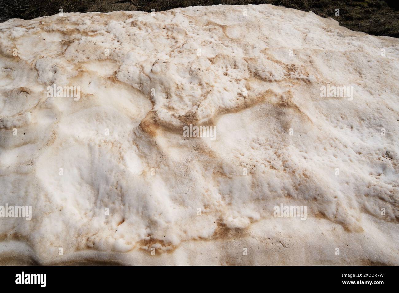 European Alpine snowpack has taken on the typical reddish colour of ...