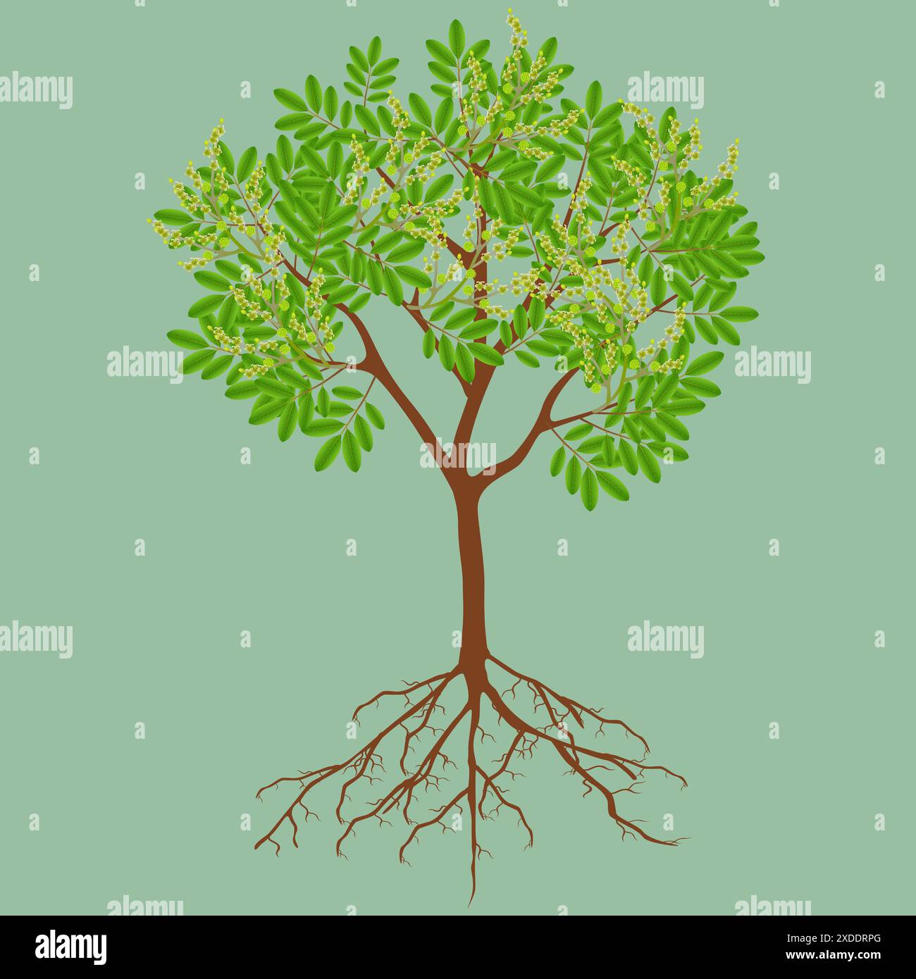 Rambutan tree Stock Vector Images - Alamy
