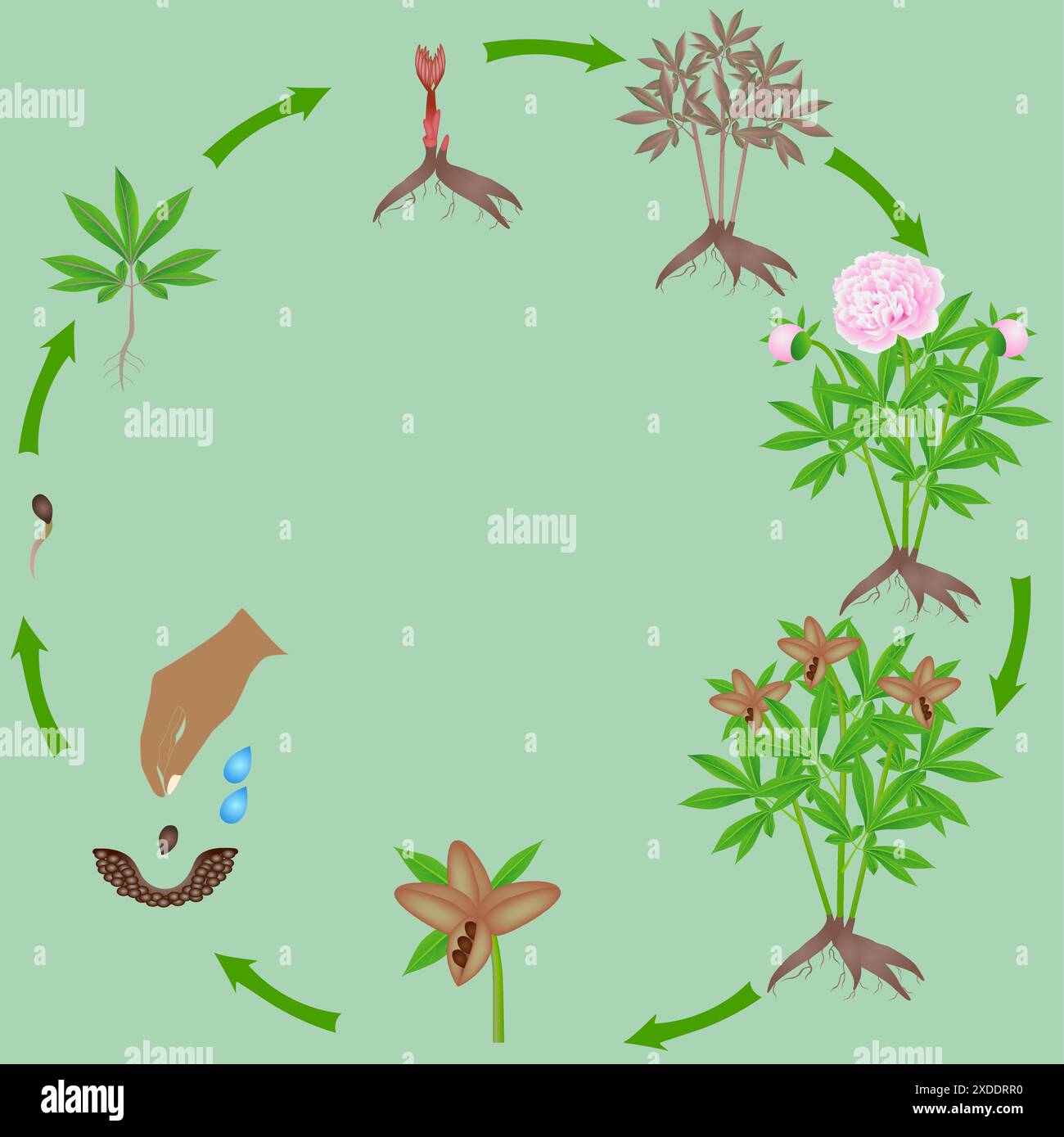 The life cycle of growth of pink peony on a green background Stock ...