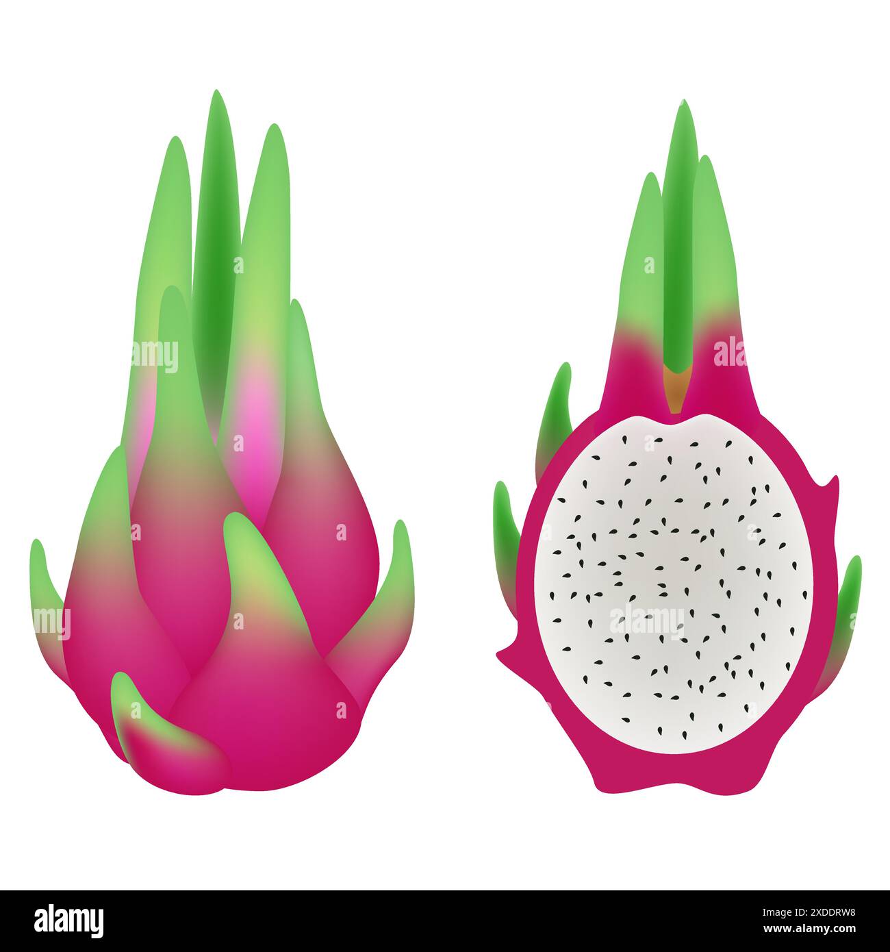 Dragonfruit pitahaya isolated on white Stock Vector Images - Alamy