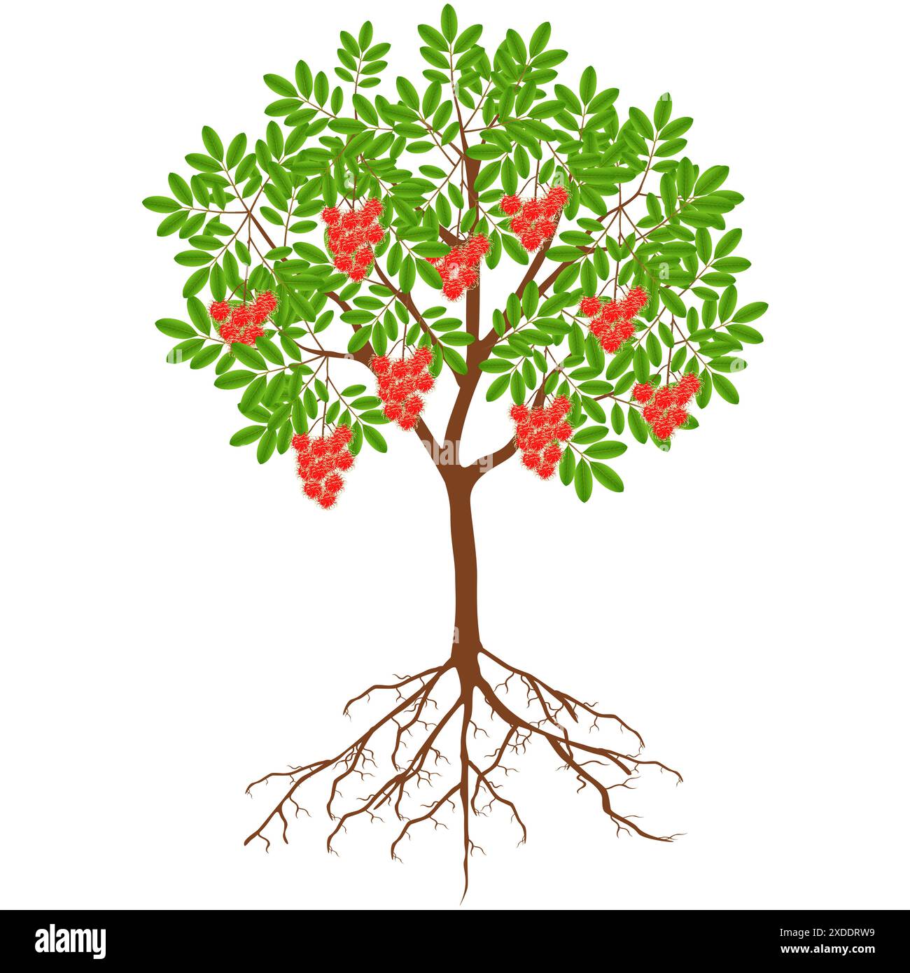 Fresh rambutan with leaf Stock Vector Images - Alamy