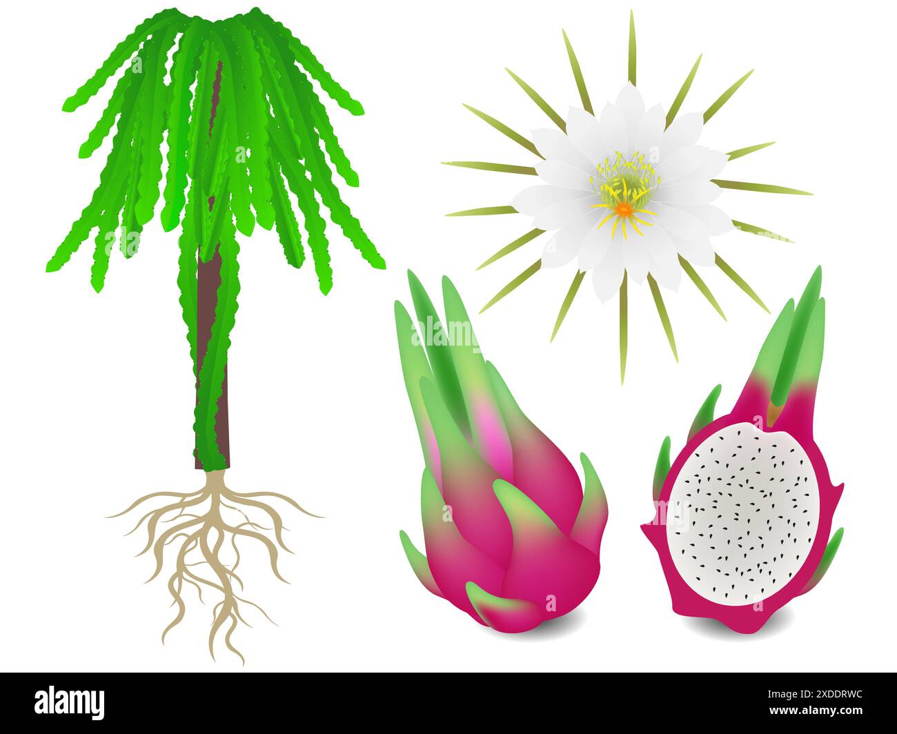 Parts of a pitahaya a bush on a white background Stock Vector Image ...