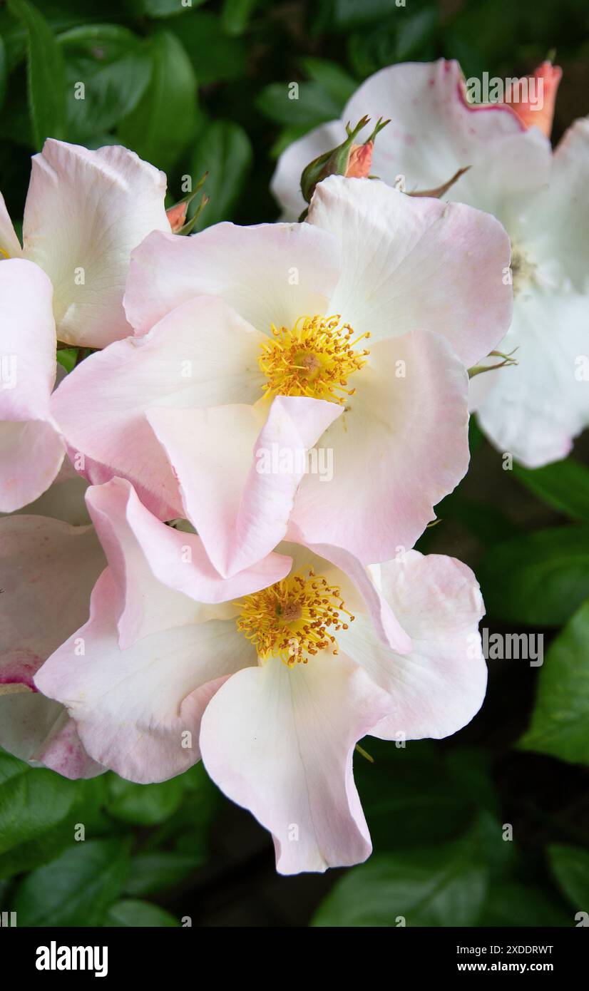 Rosa 'Sally Holmes' Stock Photo - Alamy