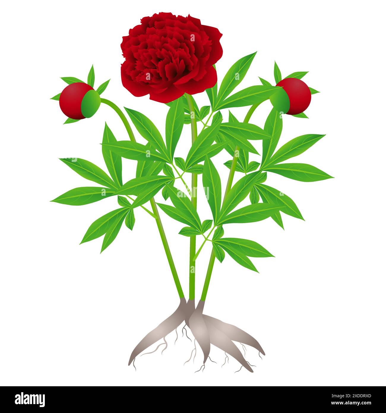 White peony root hi-res stock photography and images - Alamy