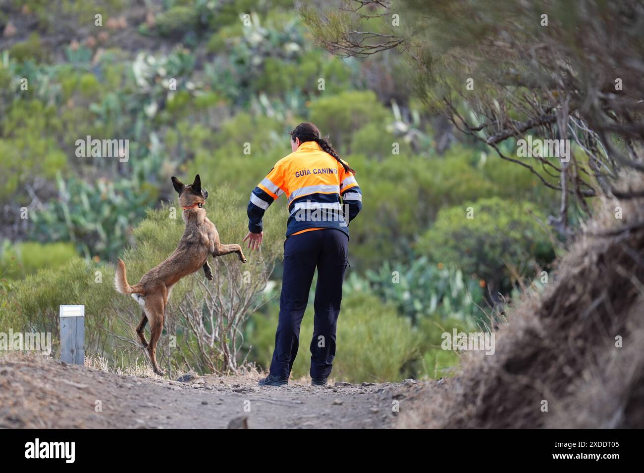 A search team member with a search dog near to the village of Masca ...
