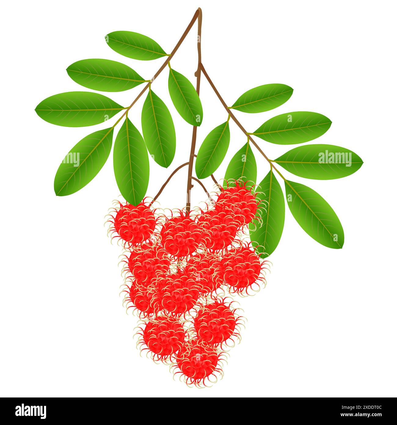 Red rambutan leaves on tree Cut Out Stock Images & Pictures - Alamy