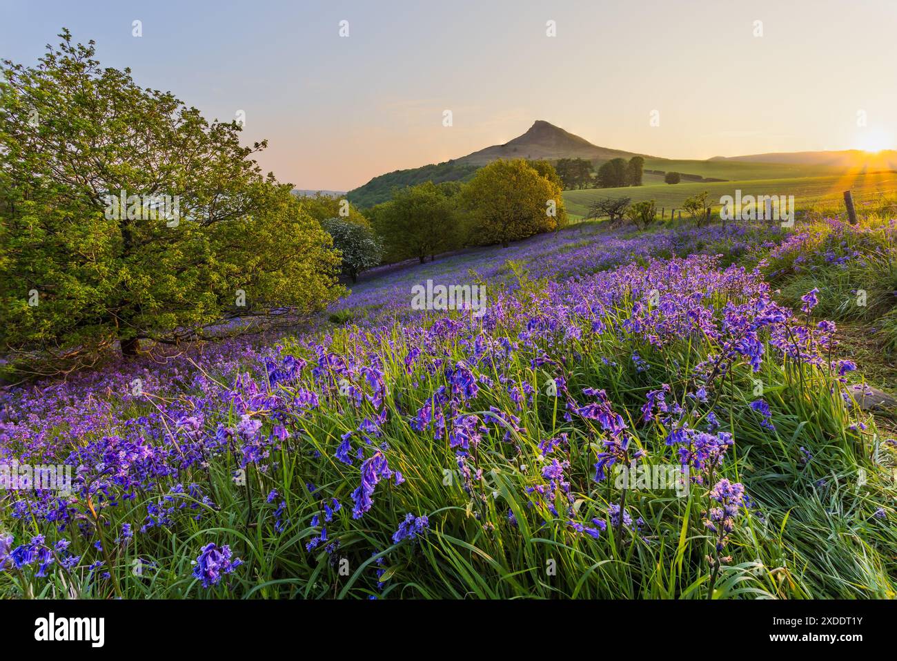 Bluebell farm hi-res stock photography and images - Alamy