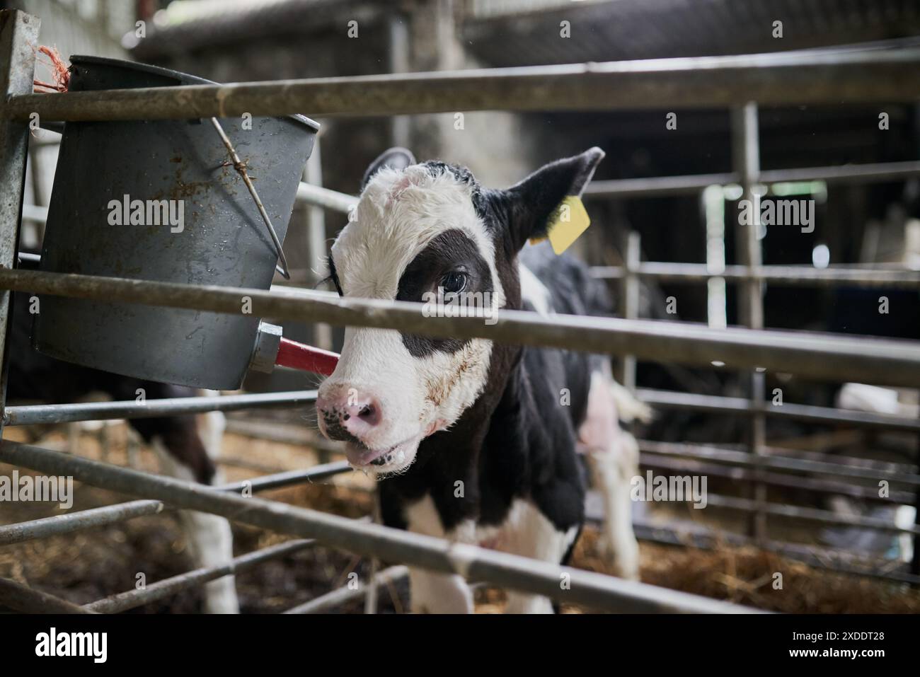 Calf, cattle and bucket by fence at farm for diet, health and growth at ...