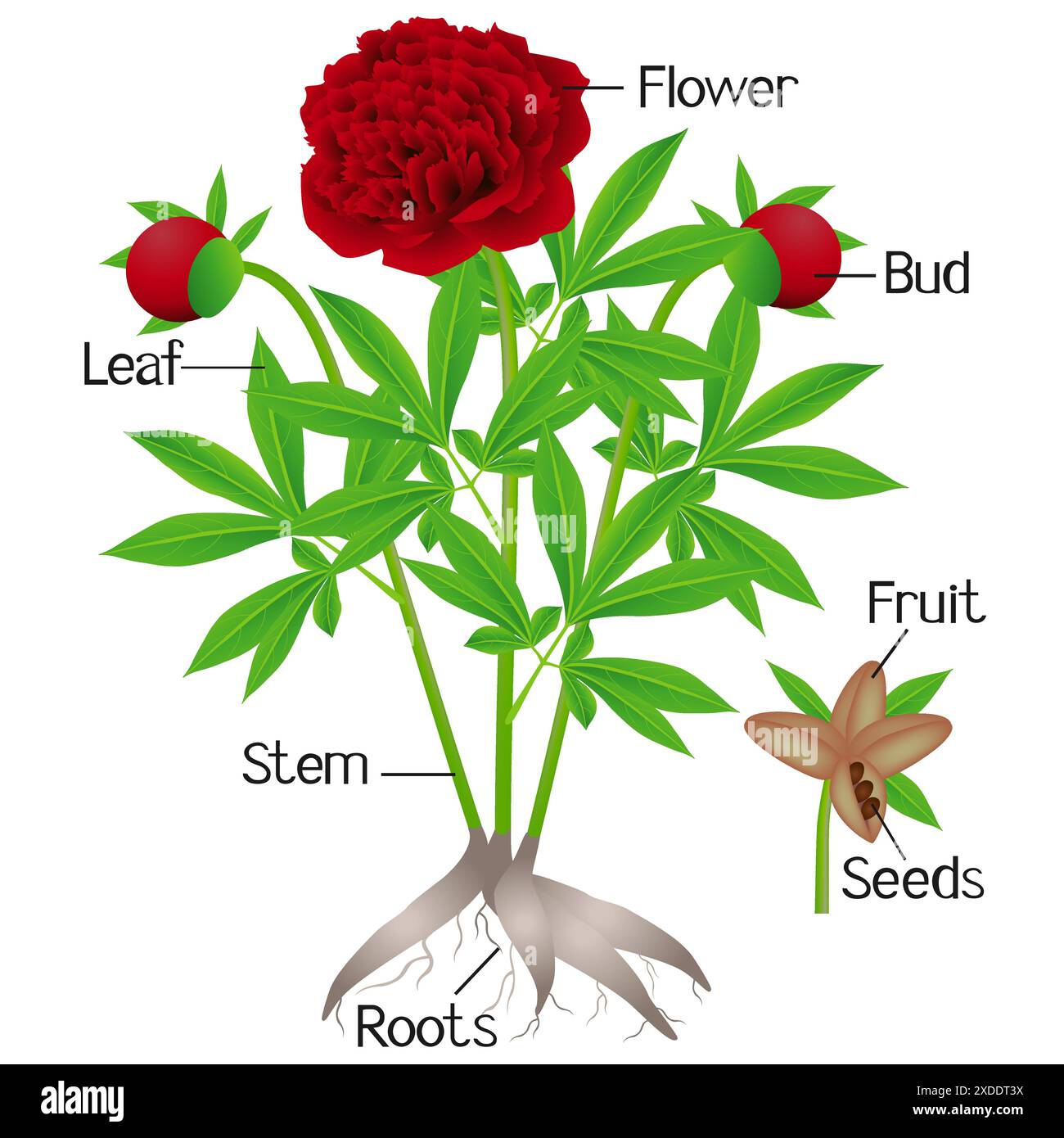 Parts of red peony plant on a white background Stock Vector Image & Art ...