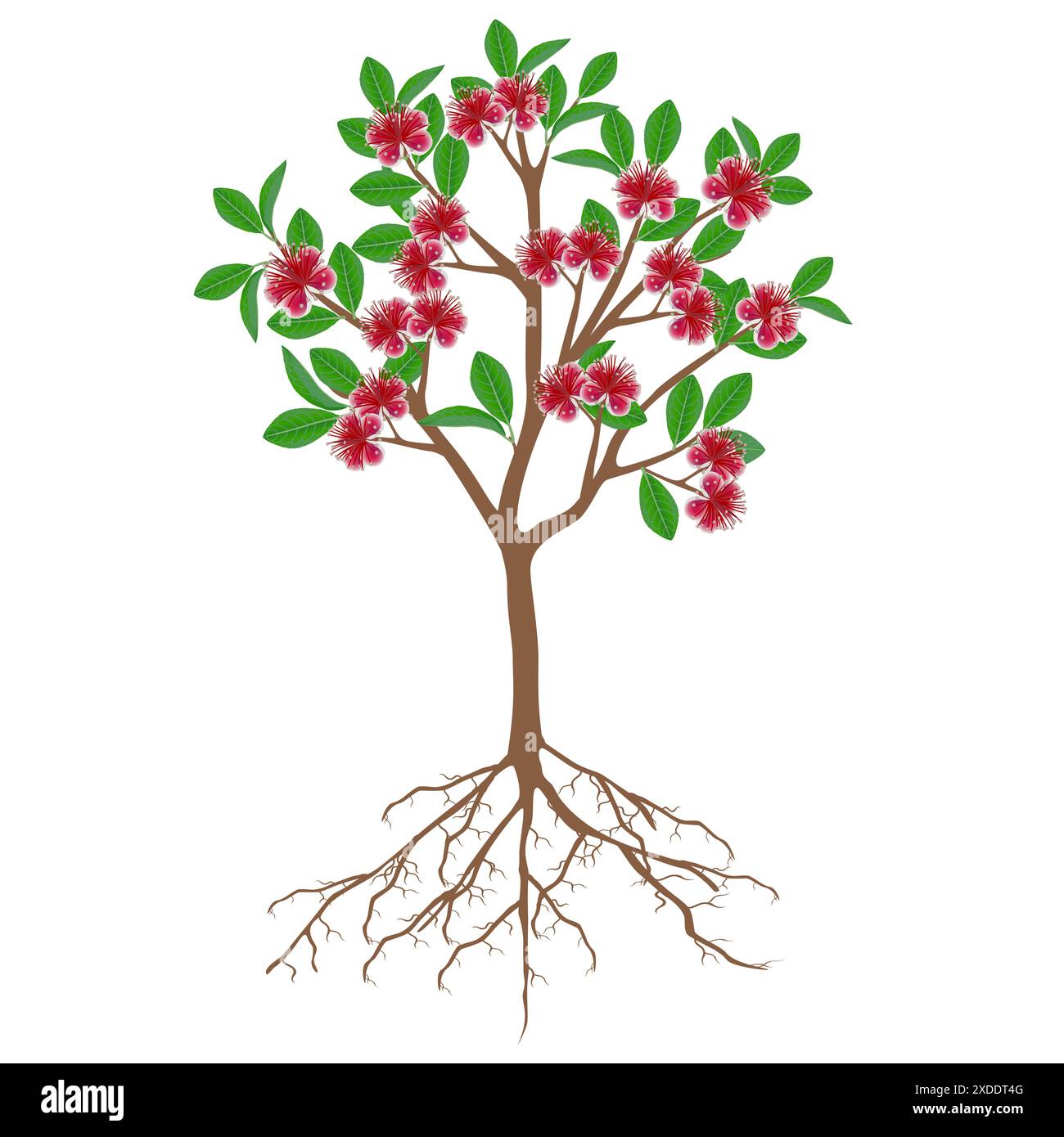 Flowering feijoa tree with roots on a white background Stock Vector ...