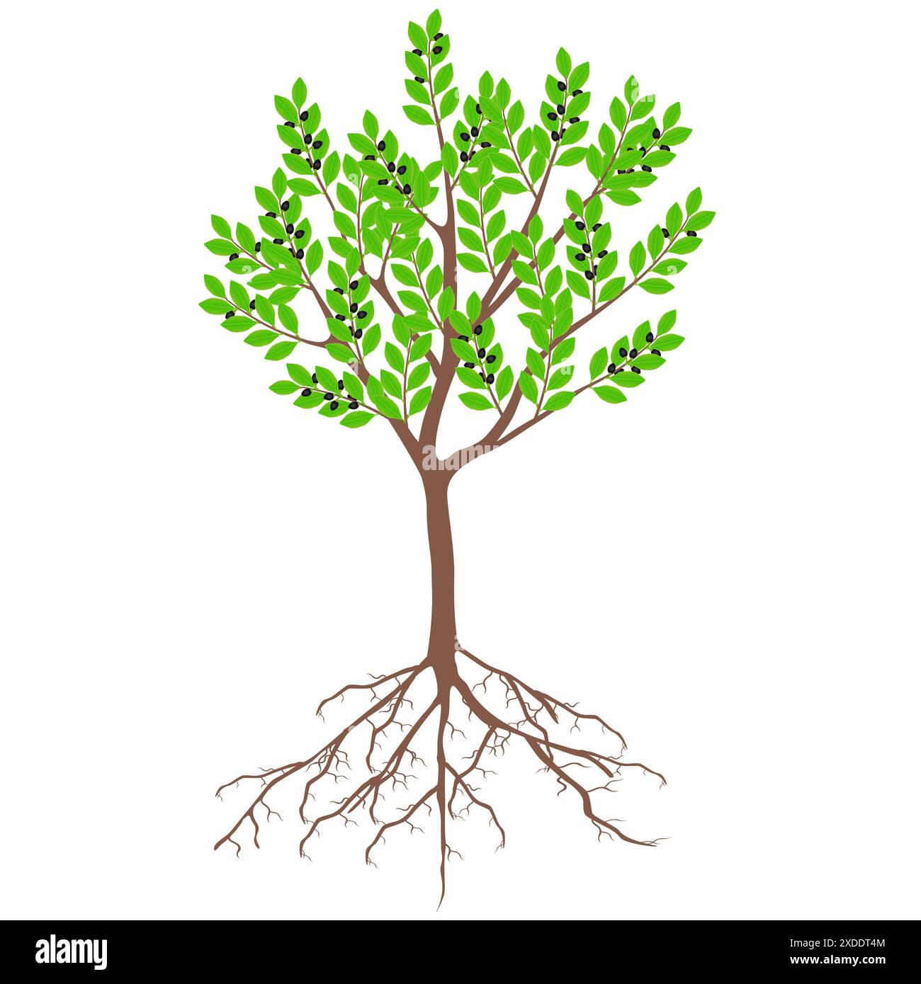 Laurel tree garden Stock Vector Images - Alamy