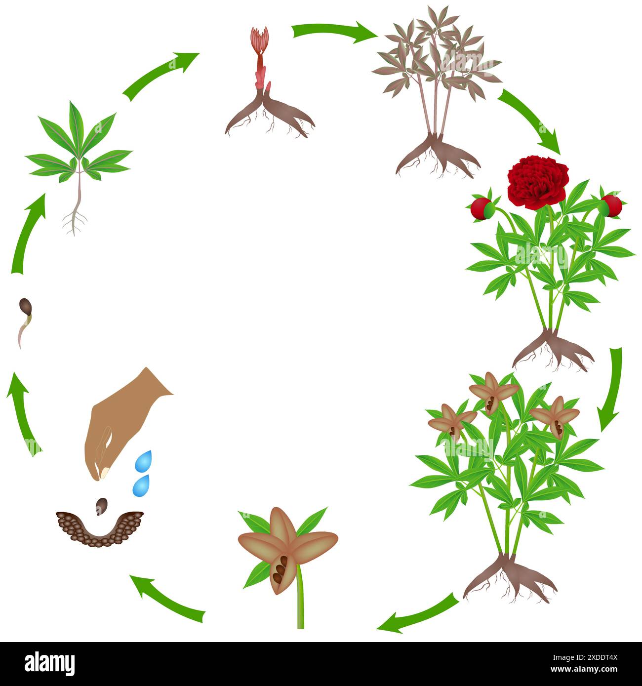 Life cycle of red peony plant on a white background Stock Vector Image ...