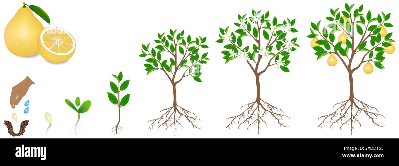 Pomelo on plant Stock Vector Images - Alamy