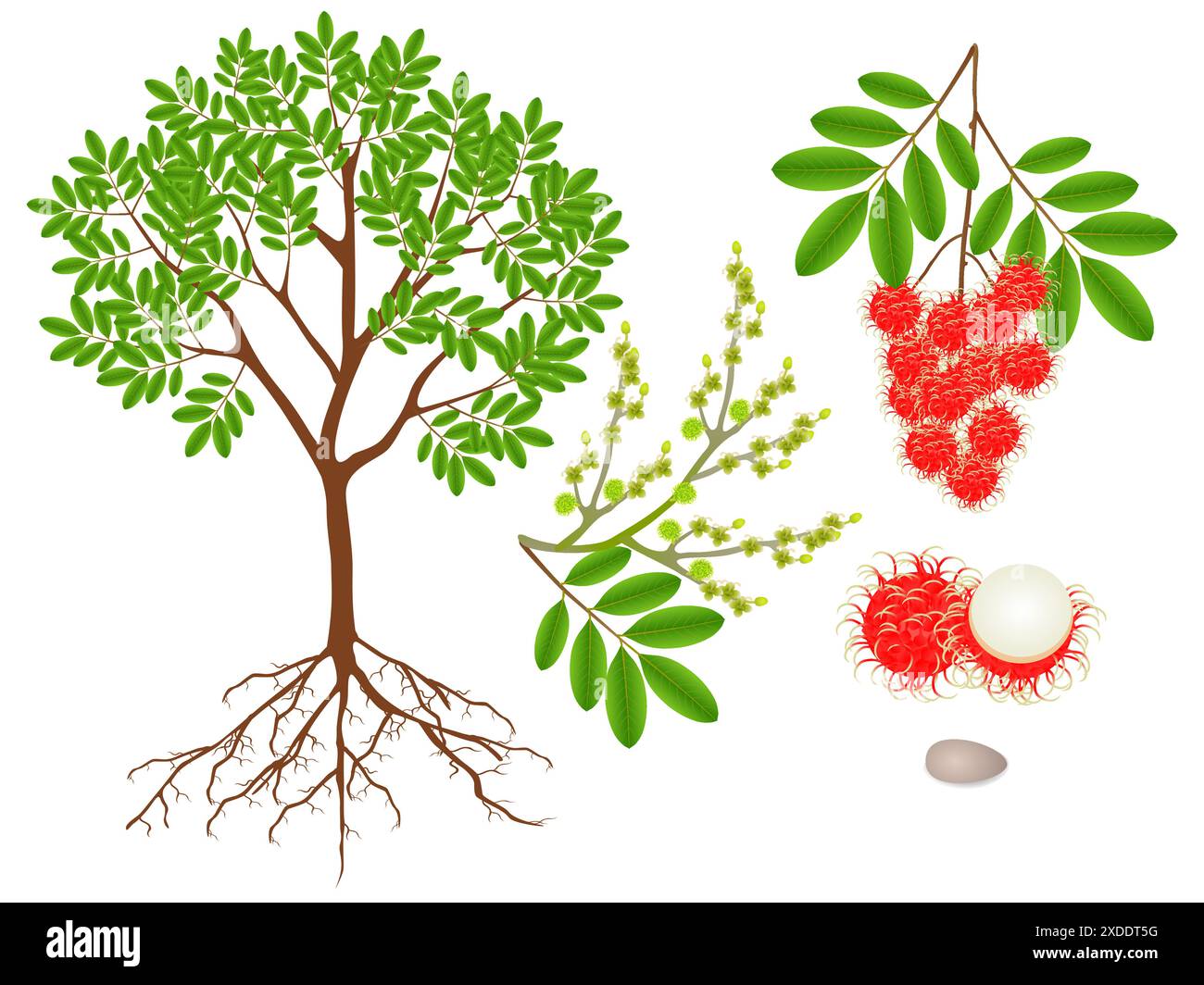 Rambutan Tree Drawing