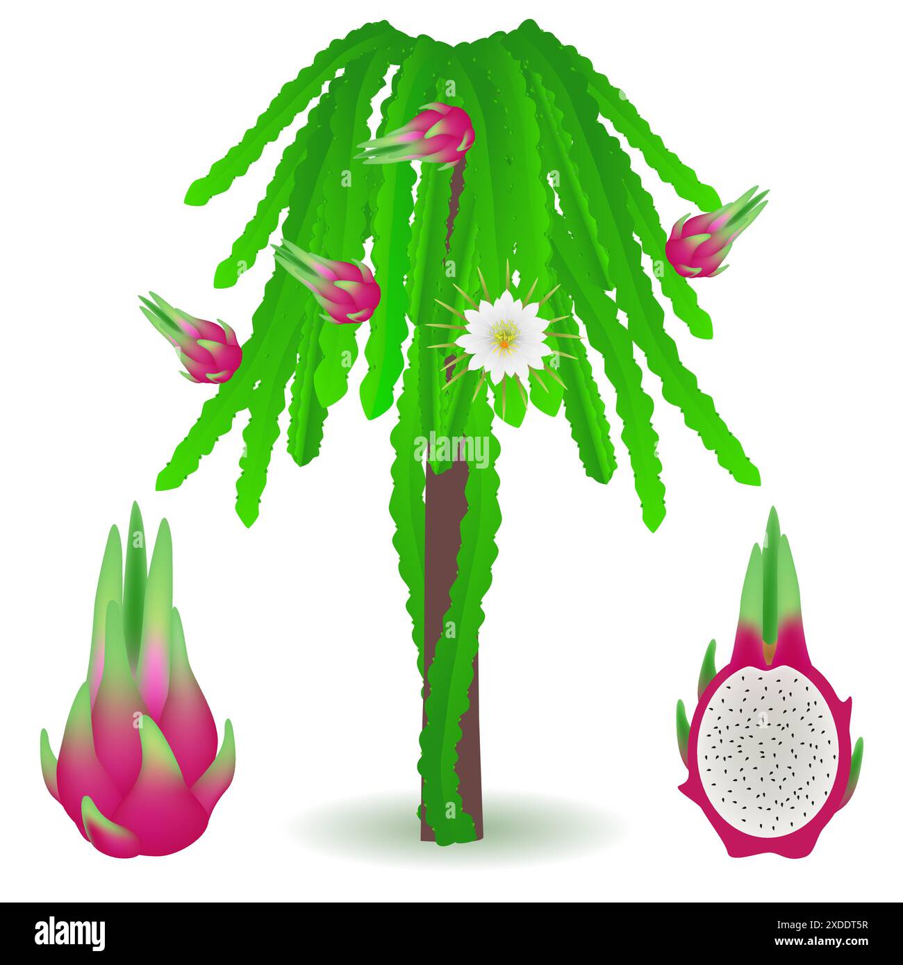 An illustration showing parts of a pitahaya plant Stock Vector Image ...
