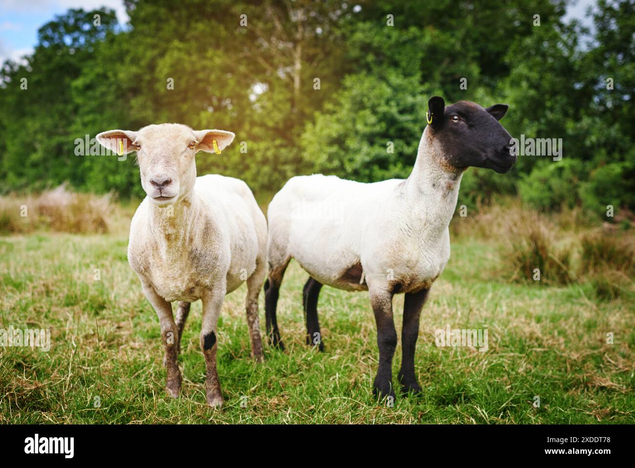 Exporting sheep hi-res stock photography and images - Alamy