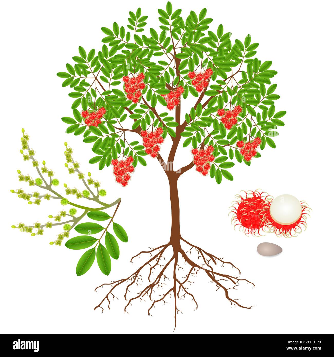 An illustration showing parts of a rambutan plant Stock Vector Image ...
