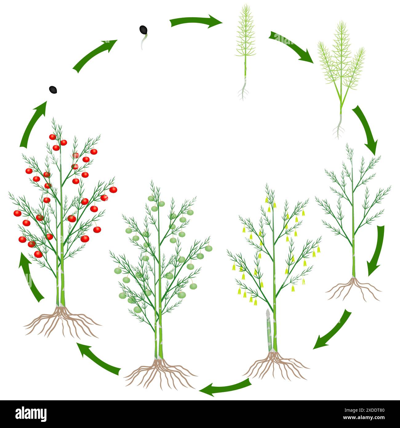 Life cycle of a asparagus plant on a white background Stock Vector ...