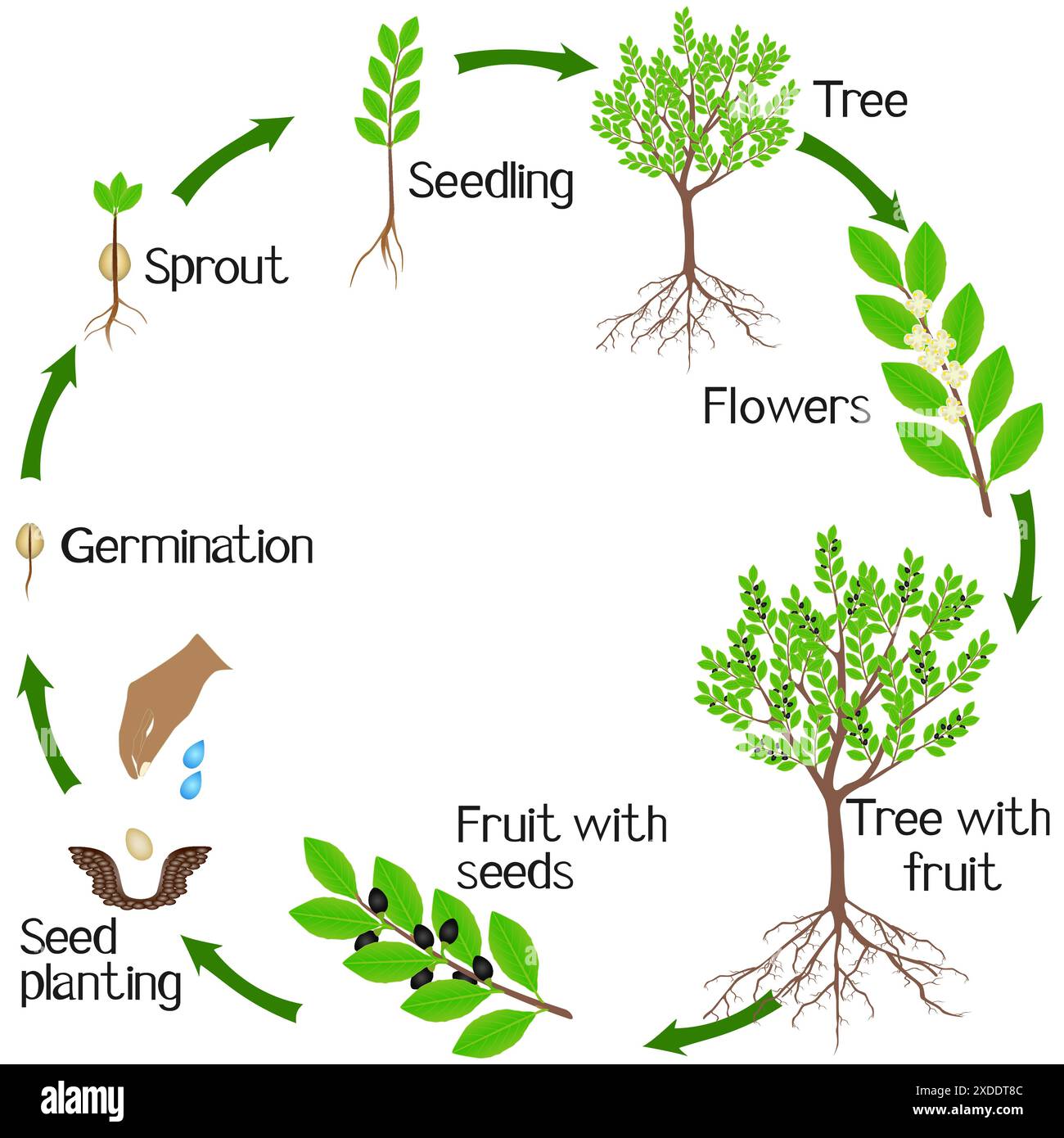 A growth cycle of a laurel plant on a white background Stock Vector ...