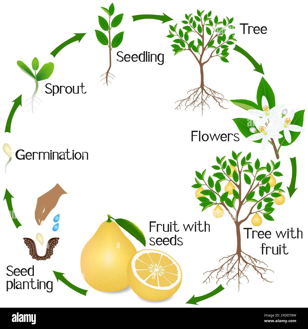 A growth cycle of a pomelo tree on a white background Stock Vector ...