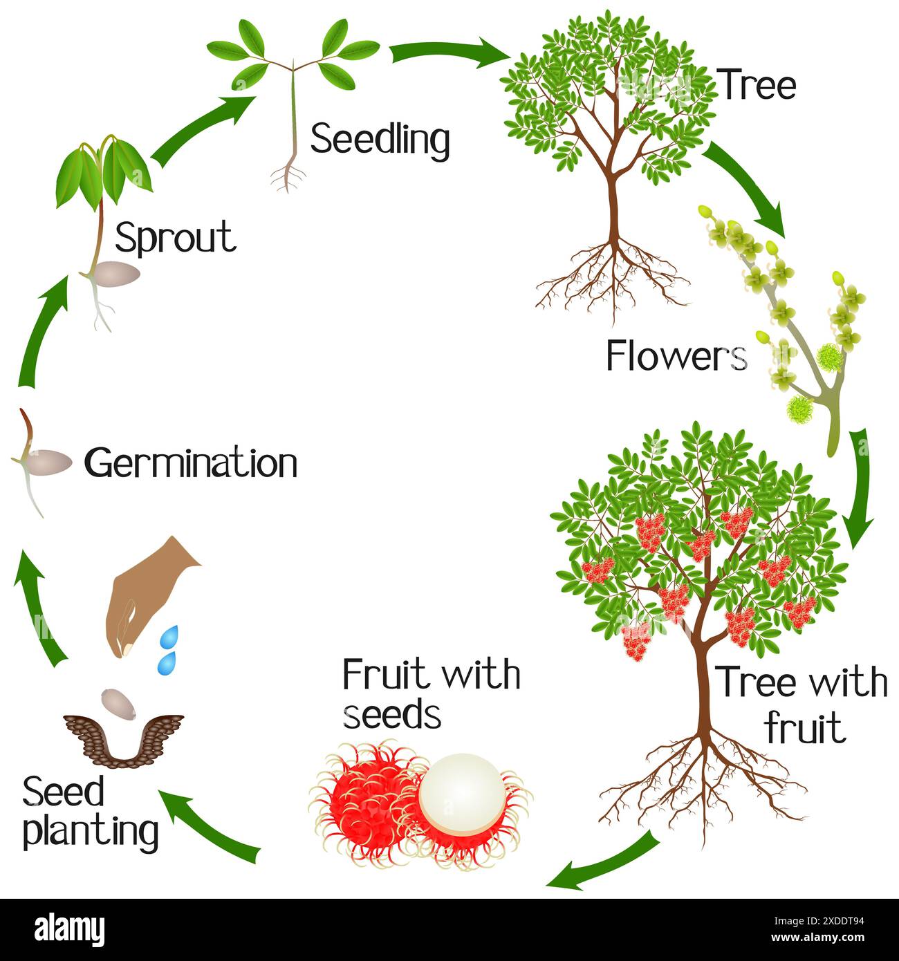 A growth cycle of a rambutan tree on a white background Stock Vector ...