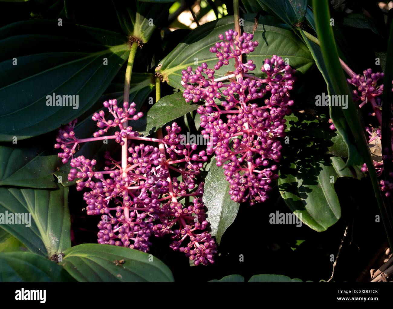 Two clusters of pink flower buds of Malaysian orchid, semi-epiphytic ...
