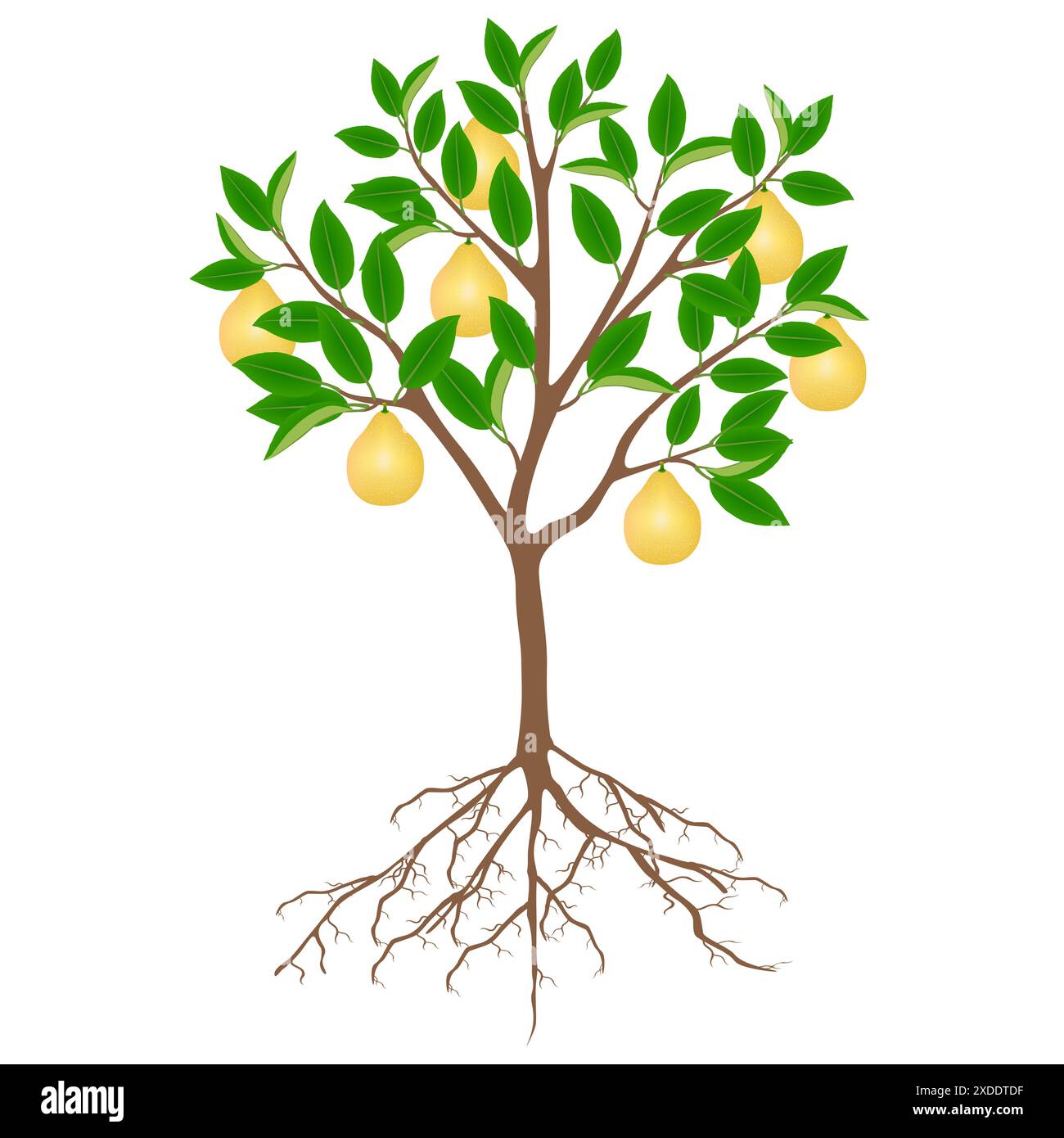 Lemon tree roots hi-res stock photography and images - Alamy