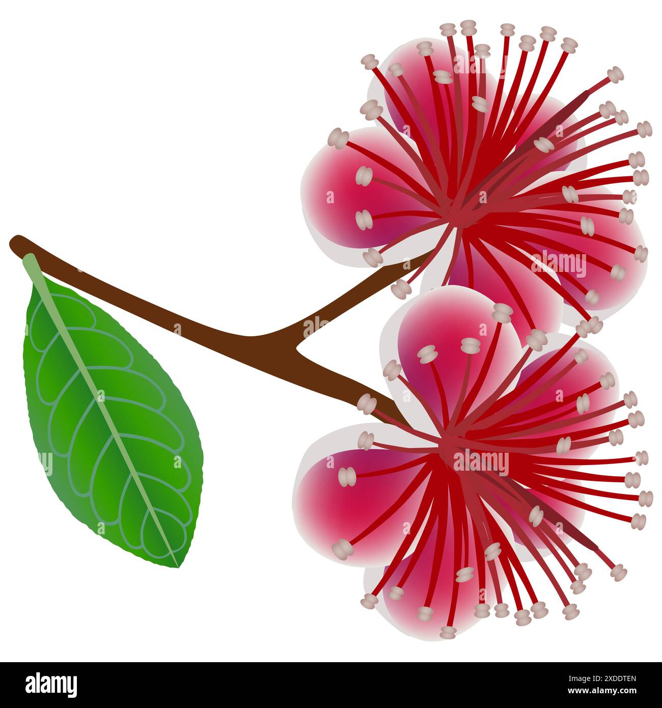 Feijoa flowers Cut Out Stock Images & Pictures - Alamy