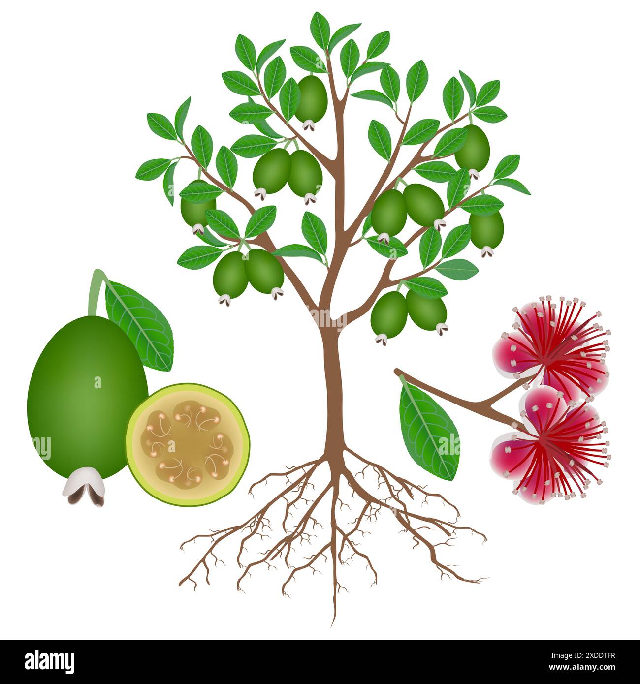 An illustration showing parts of a feijoa plant on a white background ...