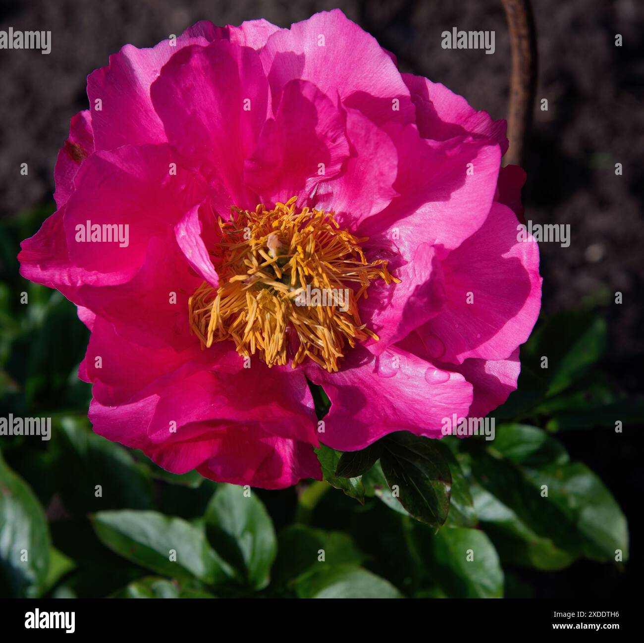 Paeonia ‘Raspberry Charm’ an attractive semi-double peony Stock Photo ...