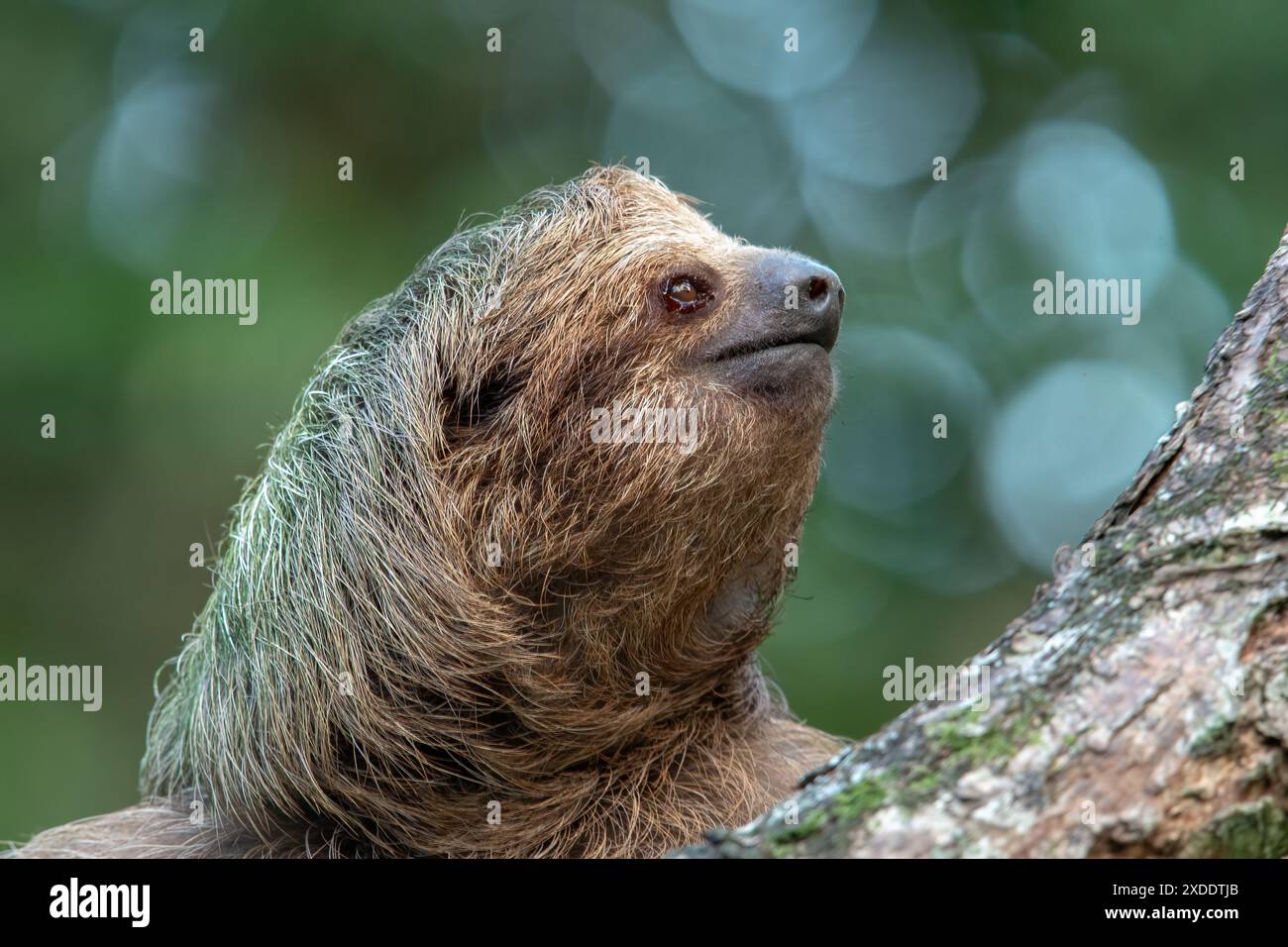 Cute face of brown-throated sloth, portrait, Costa Rica, Central ...