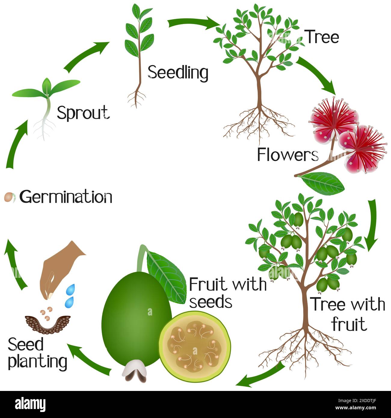 A growth cycle of a feijoa tree on a white background Stock Vector ...
