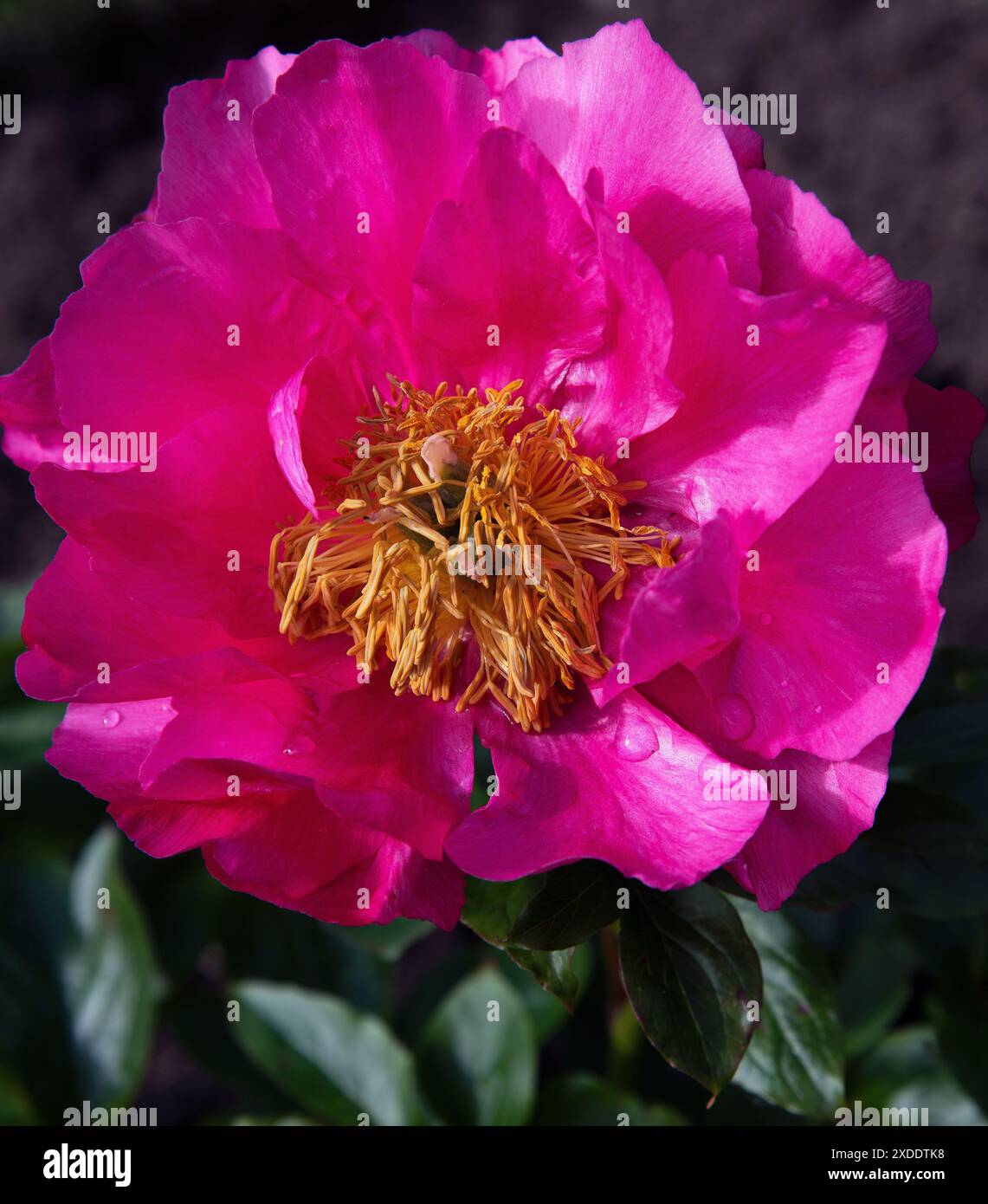 Paeonia ‘Raspberry Charm’ Stock Photo - Alamy