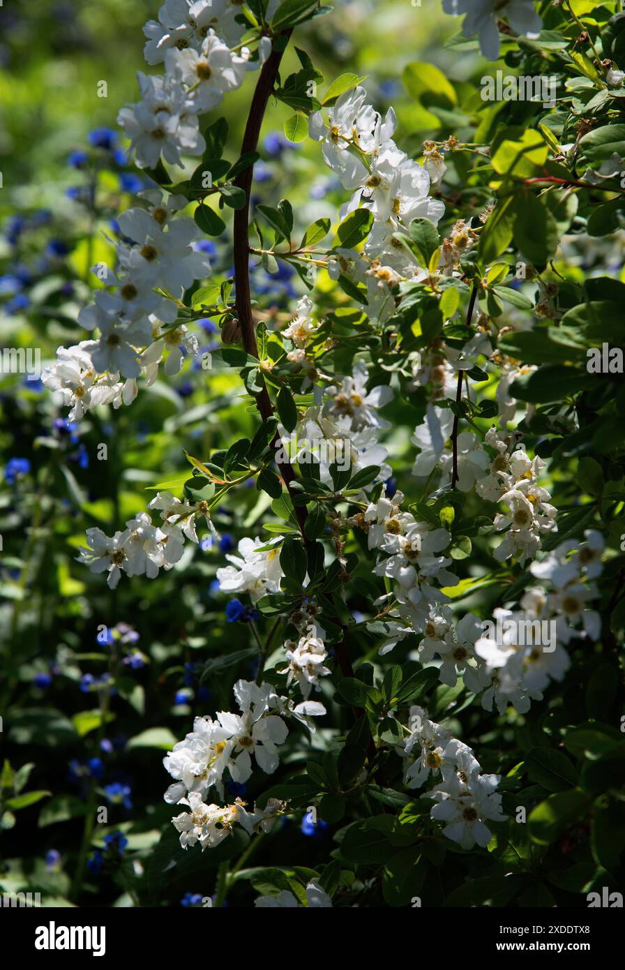 Exochorda macrantha garlanded with snow-white blossom Stock Photo - Alamy