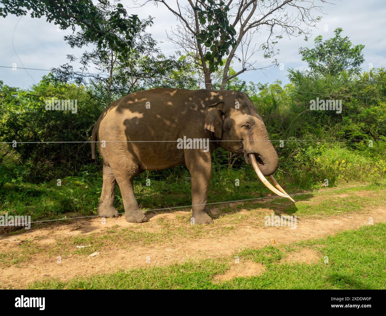 Sri Lanka, Ceylon Island - Udawalawe National Park, Tourist safari and ...