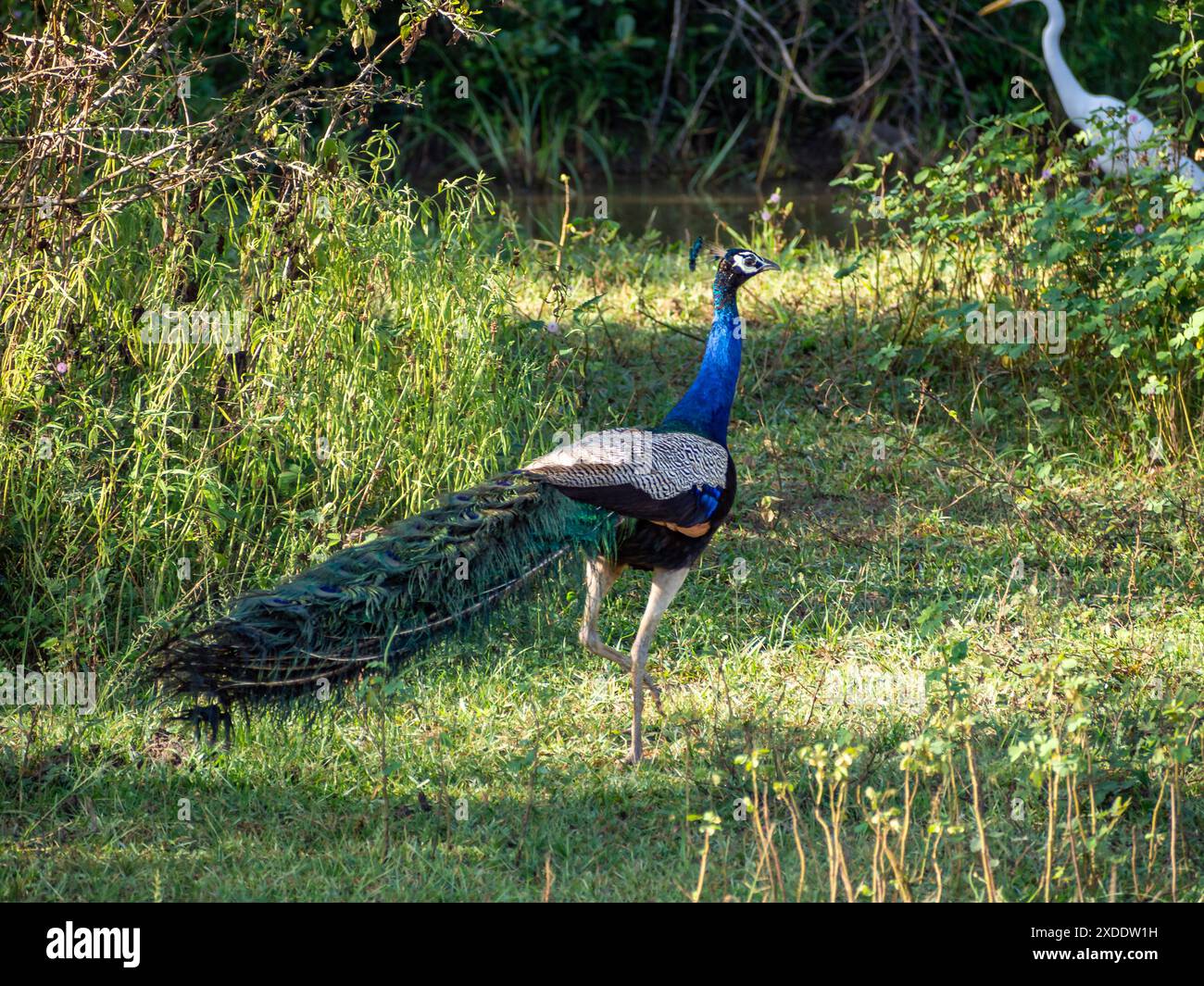 Sri Lanka, Ceylon Island - Udawalawe National Park, Tourist safari and ...