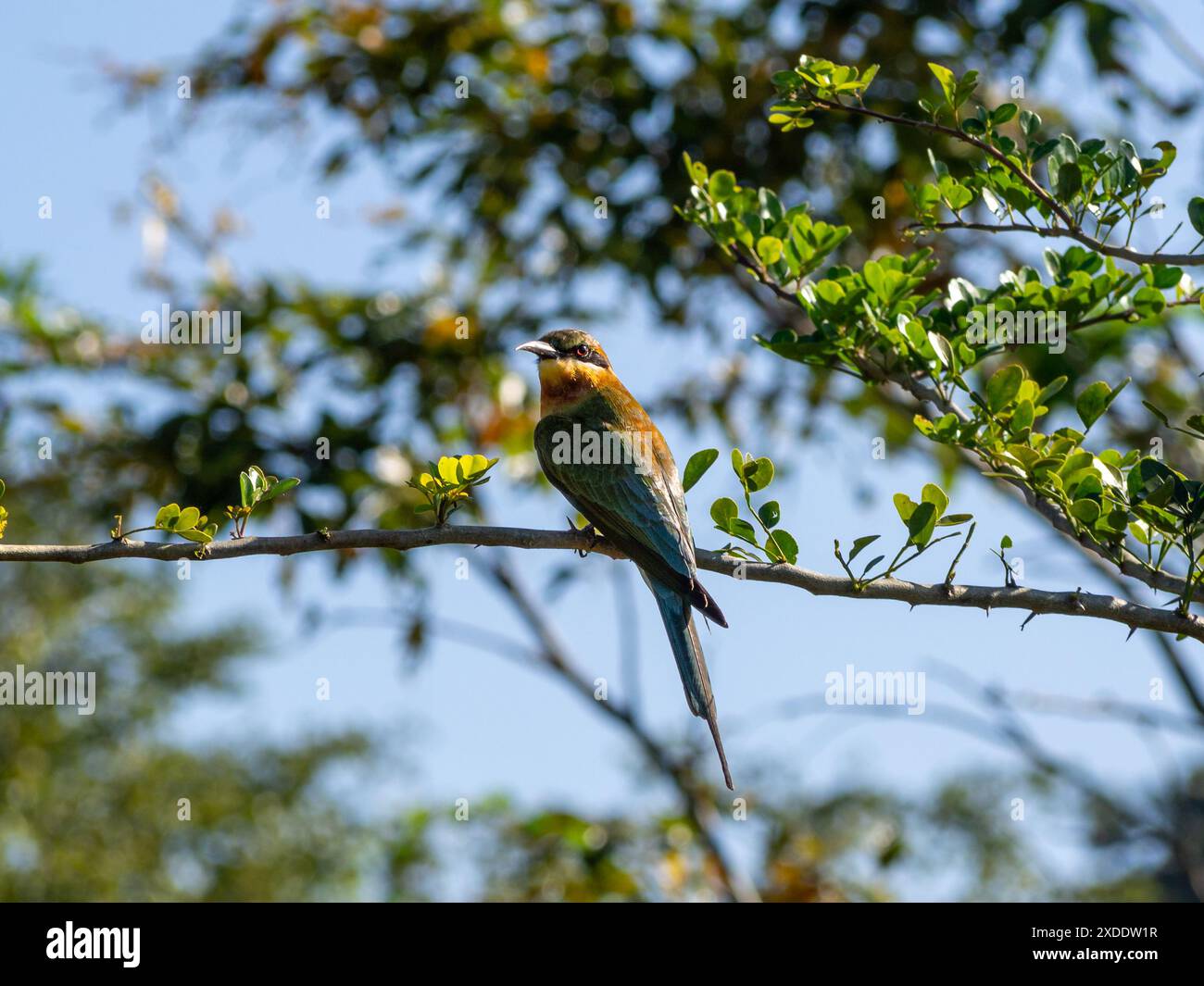 Sri Lanka, Ceylon Island - Udawalawe National Park, Tourist safari and ...