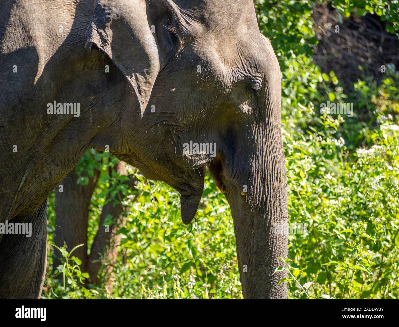 Sri Lanka, Ceylon Island - Udawalawe National Park, Tourist safari and ...