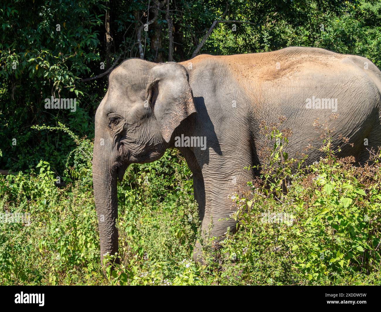 Sri Lanka, Ceylon Island - Udawalawe National Park, Tourist safari and ...