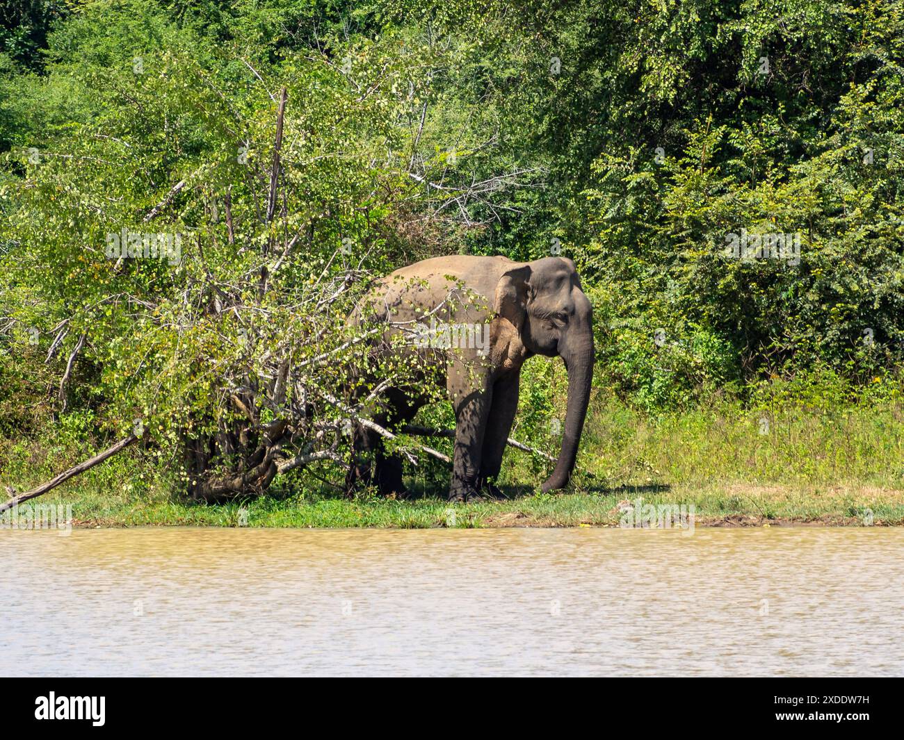 Sri Lanka, Ceylon Island - Udawalawe National Park, Tourist safari and ...