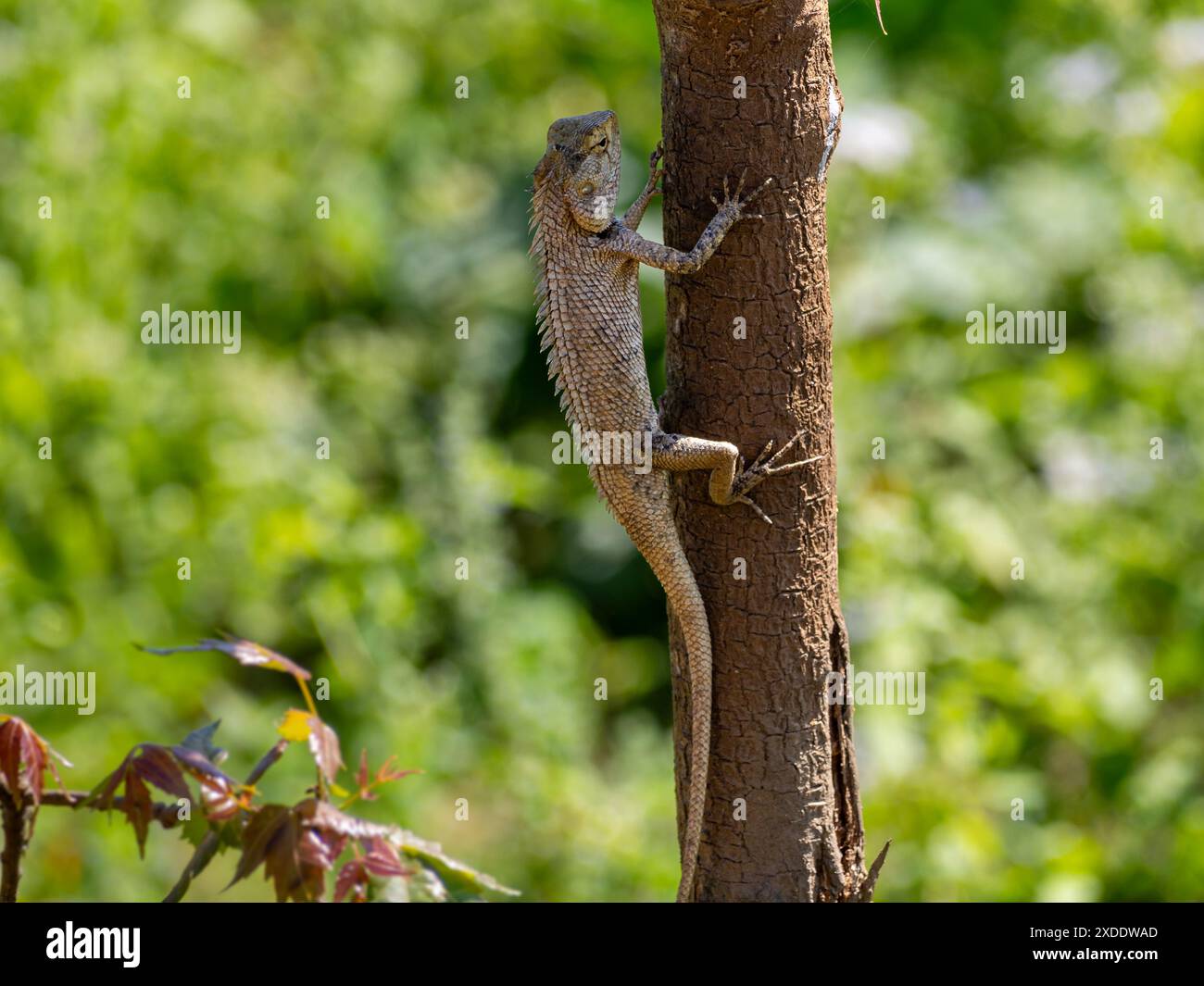 Sri Lanka, Ceylon Island - Udawalawe National Park, Tourist safari and ...