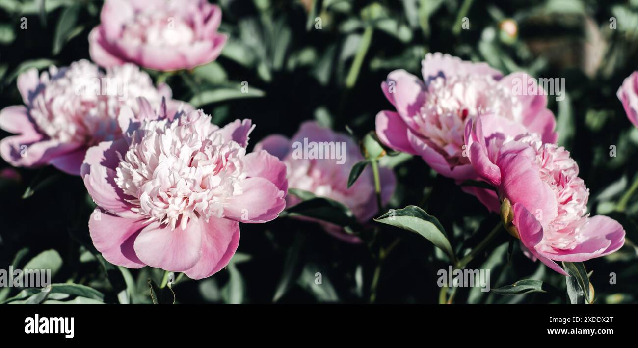 Pink peonies close-up in mystical processing. Background of peonies ...