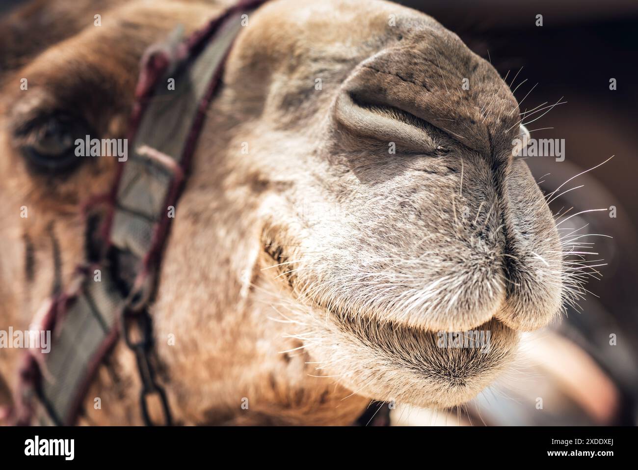Camels face hi-res stock photography and images - Alamy