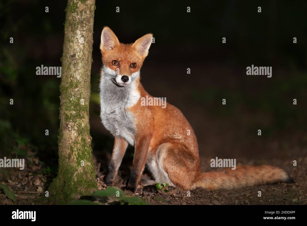 Night eyes uk fox hi-res stock photography and images - Alamy