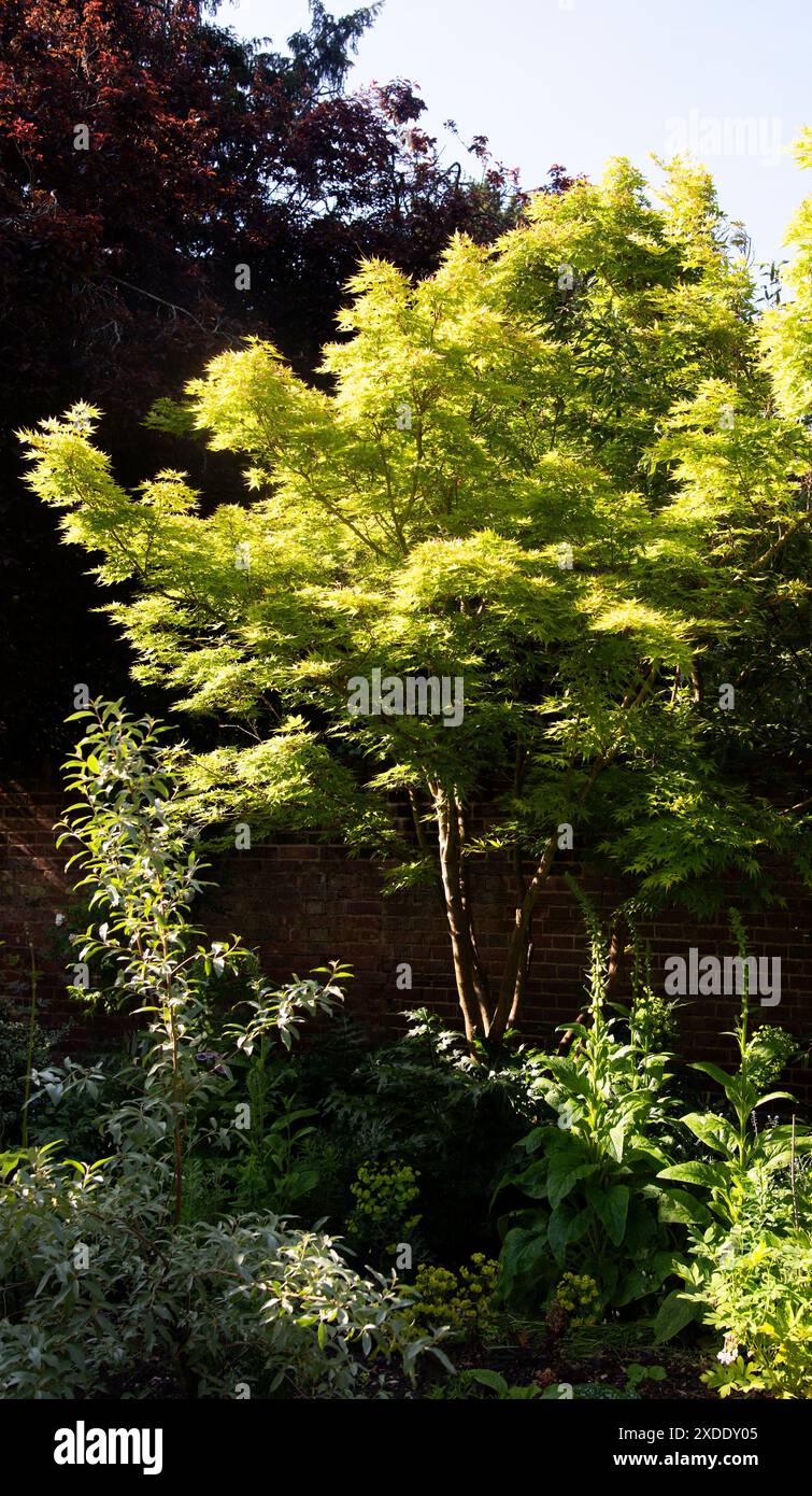 Mature copper beech trees hi-res stock photography and images - Alamy