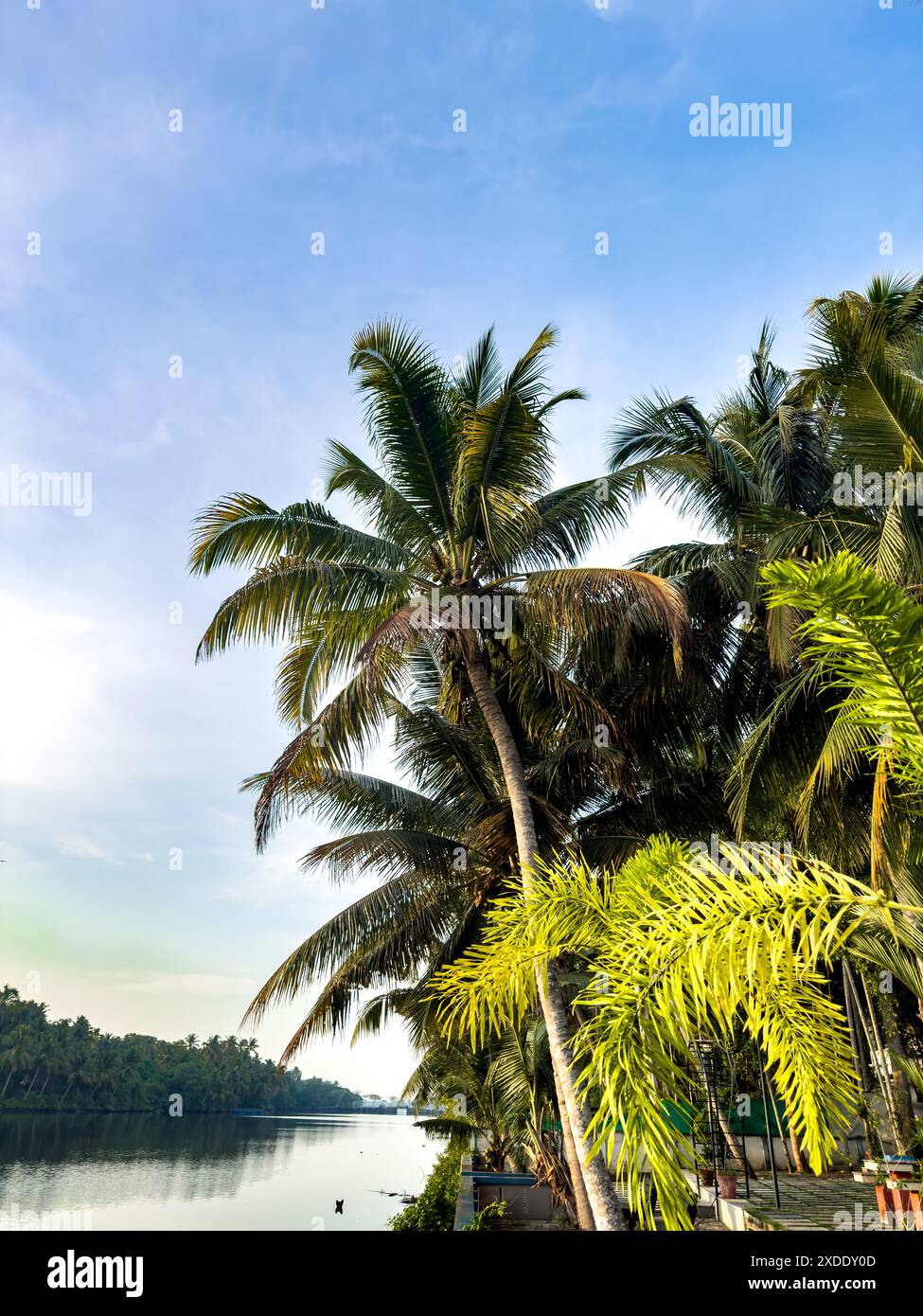 Coconut trees and greenery along the kochi backwaters in the indian ...